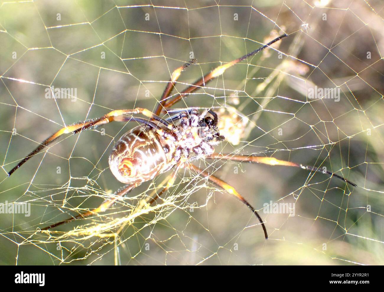 Tiger Spider (Trichonephila plumipes Stock Photo - Alamy