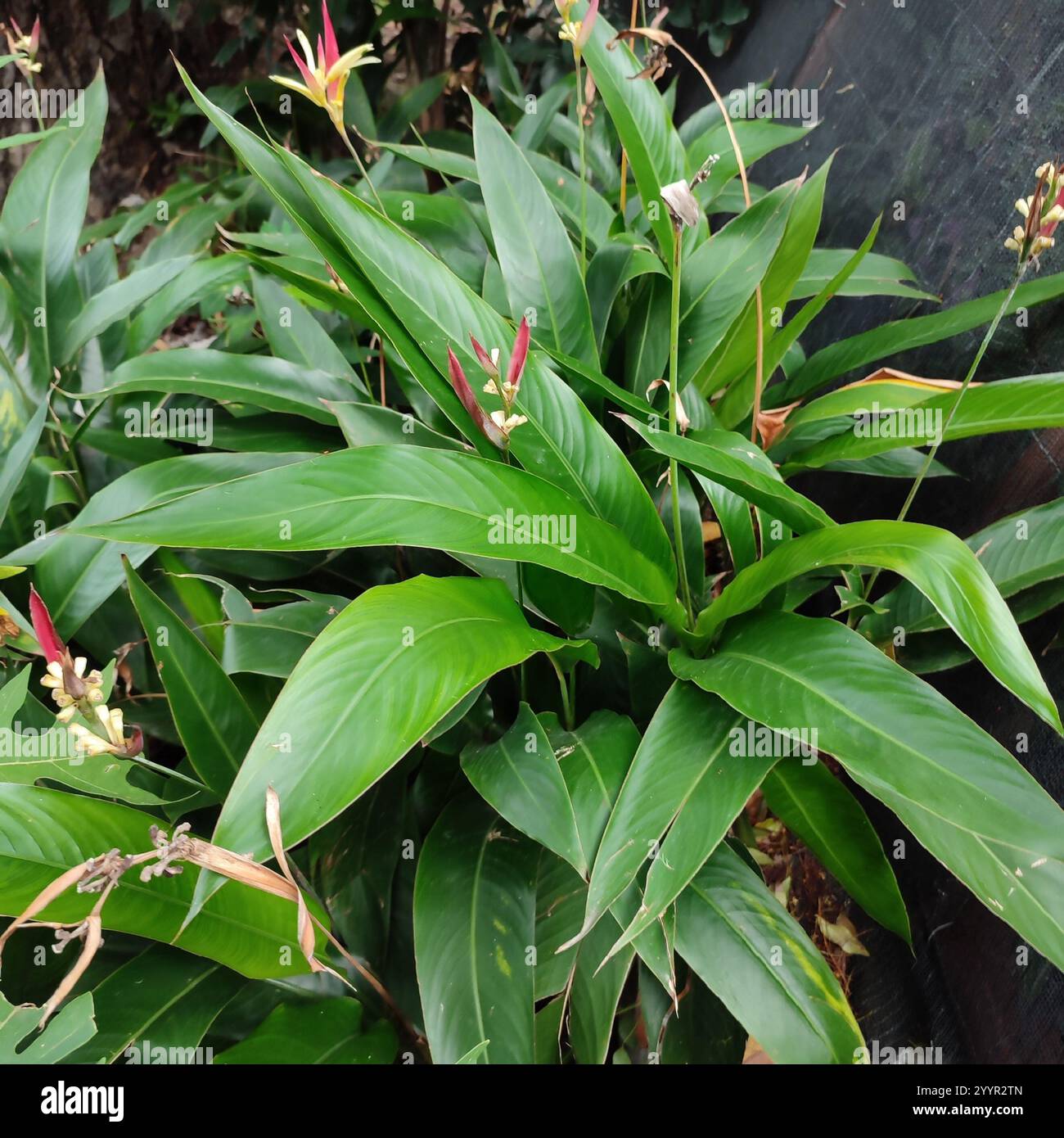 Parrot's Beak (Heliconia psittacorum Stock Photo - Alamy