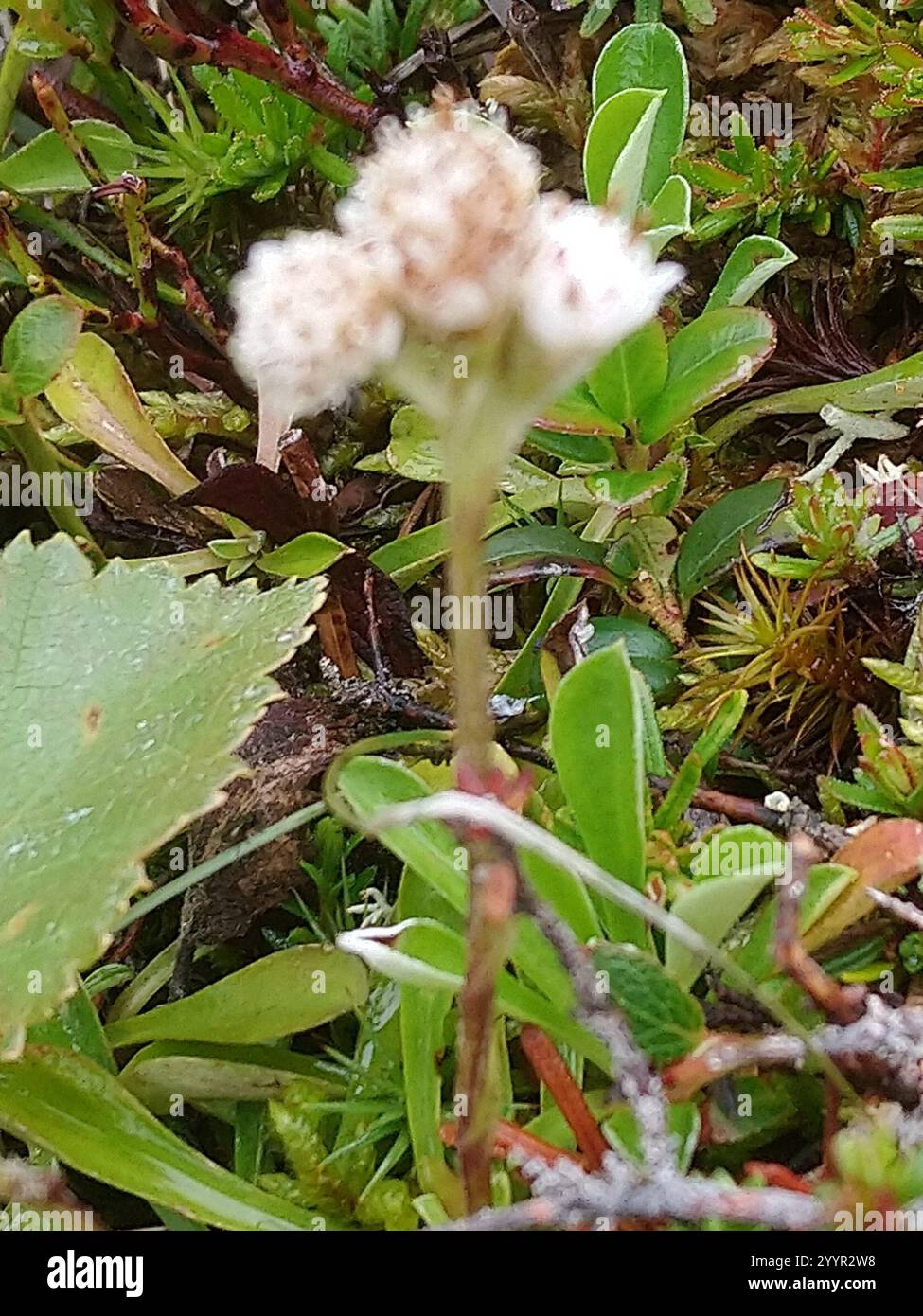 Alpine Pussytoes (Antennaria alpina Stock Photo - Alamy