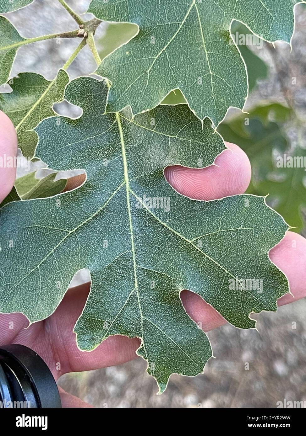 California black oak (Quercus kelloggii Stock Photo - Alamy