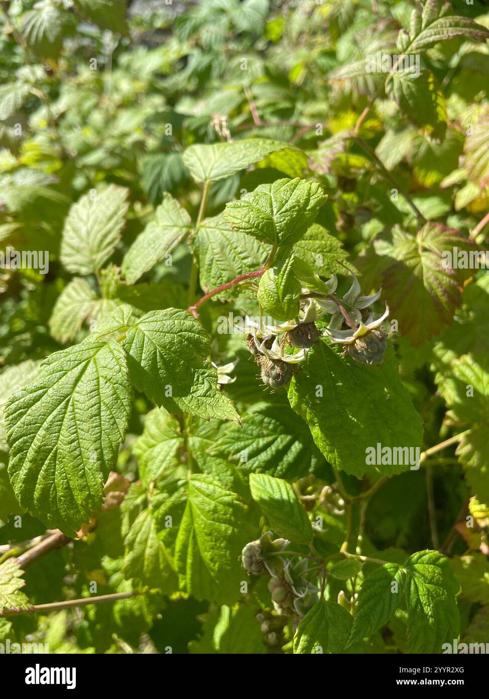 red raspberry (Rubus idaeus Stock Photo - Alamy