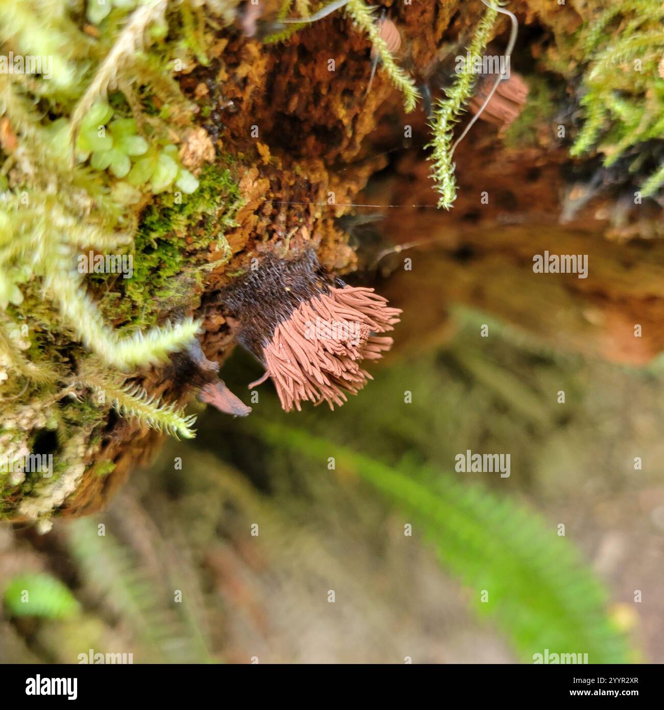Chocolate Tube Slimes (Stemonitis Stock Photo - Alamy