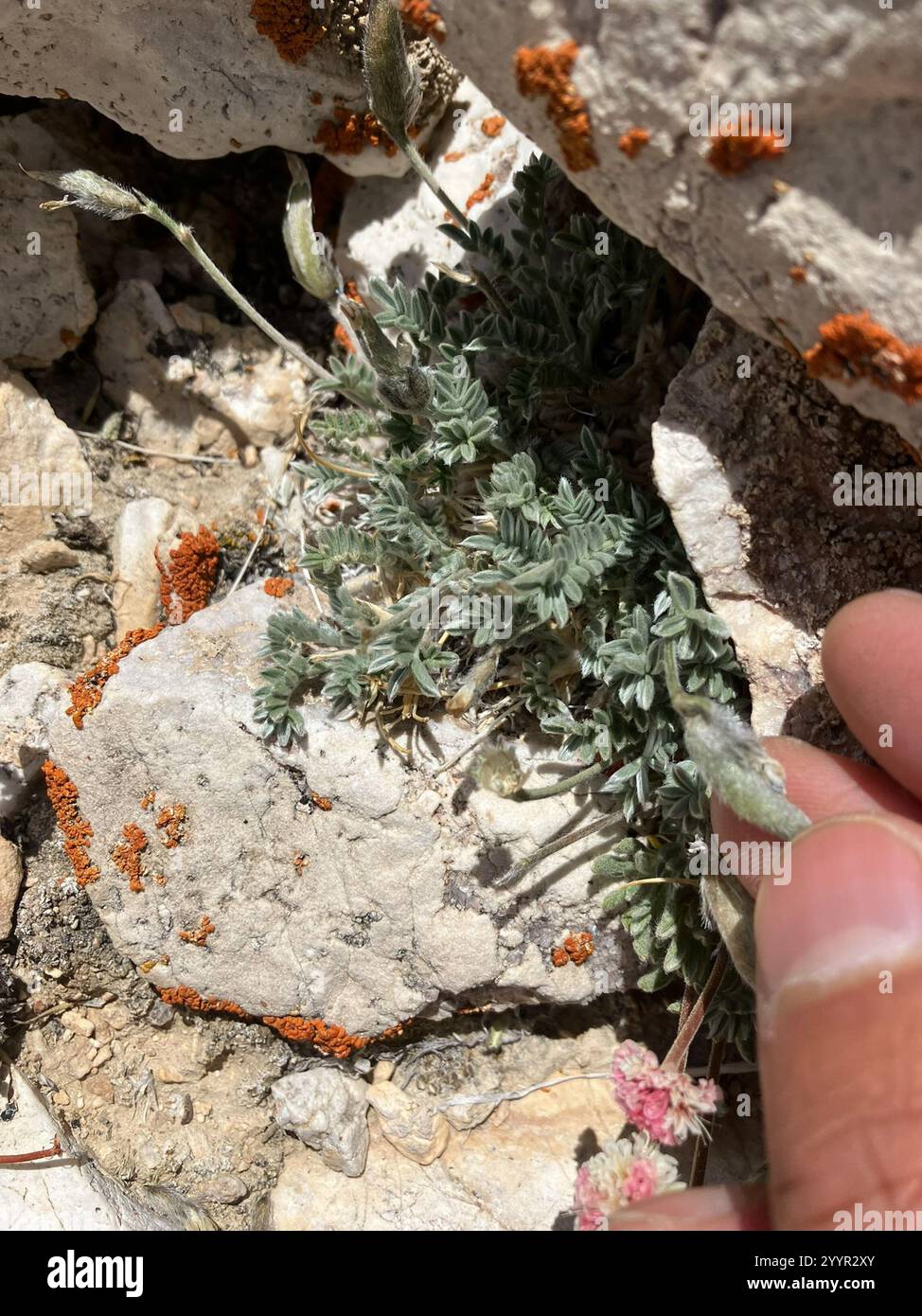 parry's oxytrope (Oxytropis parryi Stock Photo - Alamy