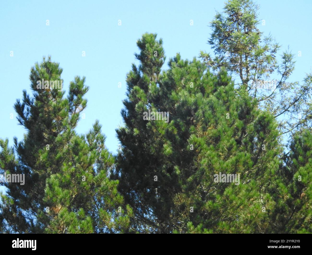 Monterey pine (Pinus radiata Stock Photo - Alamy