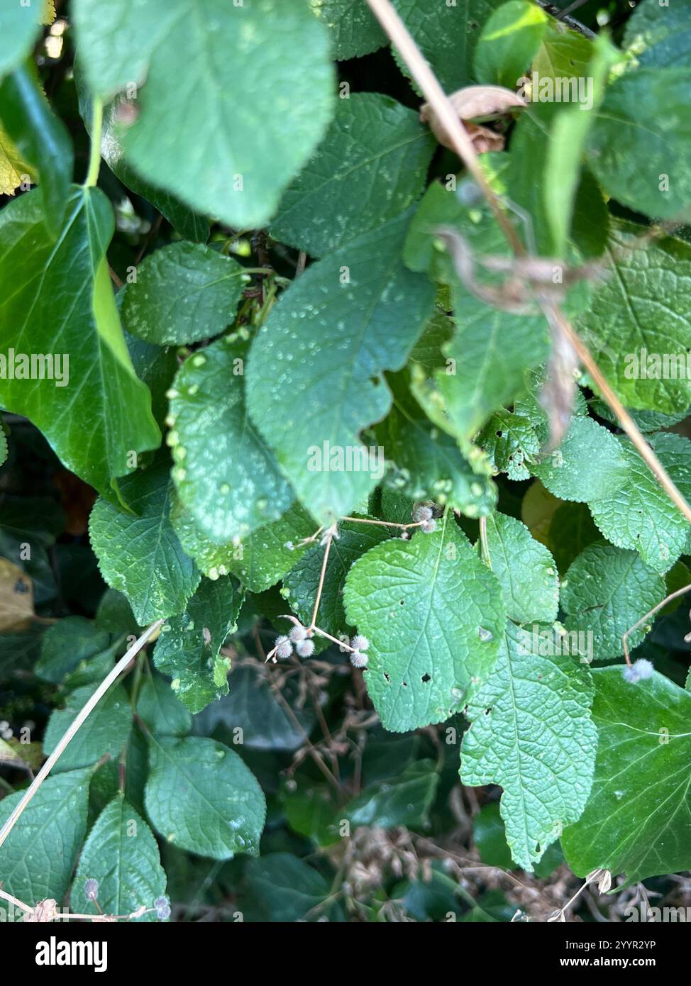 Gall and Rust Mites (Eriophyidae Stock Photo - Alamy