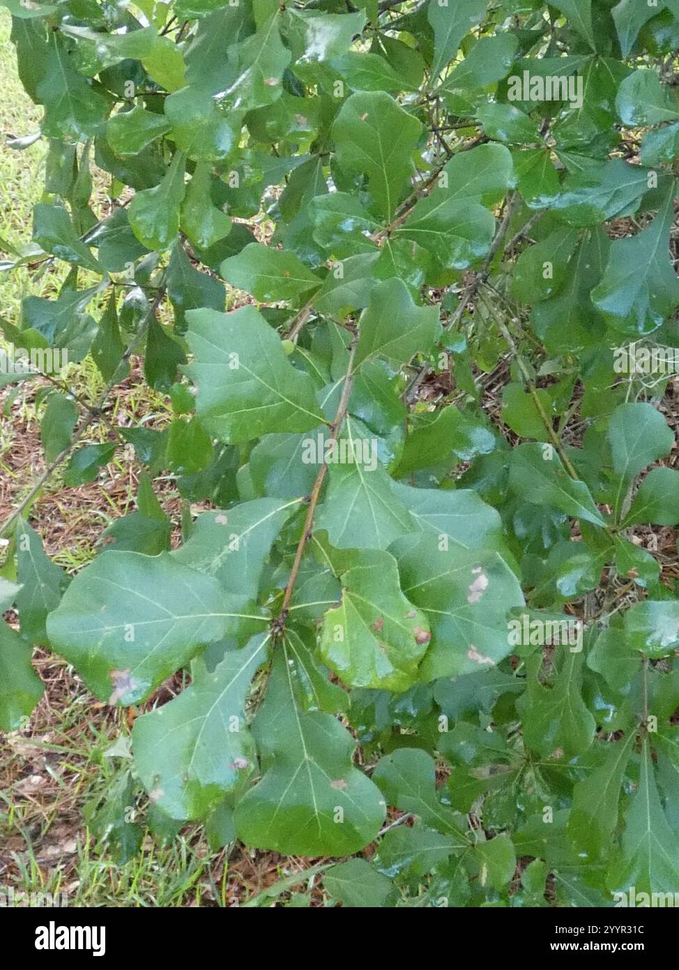 water oak (Quercus nigra Stock Photo - Alamy
