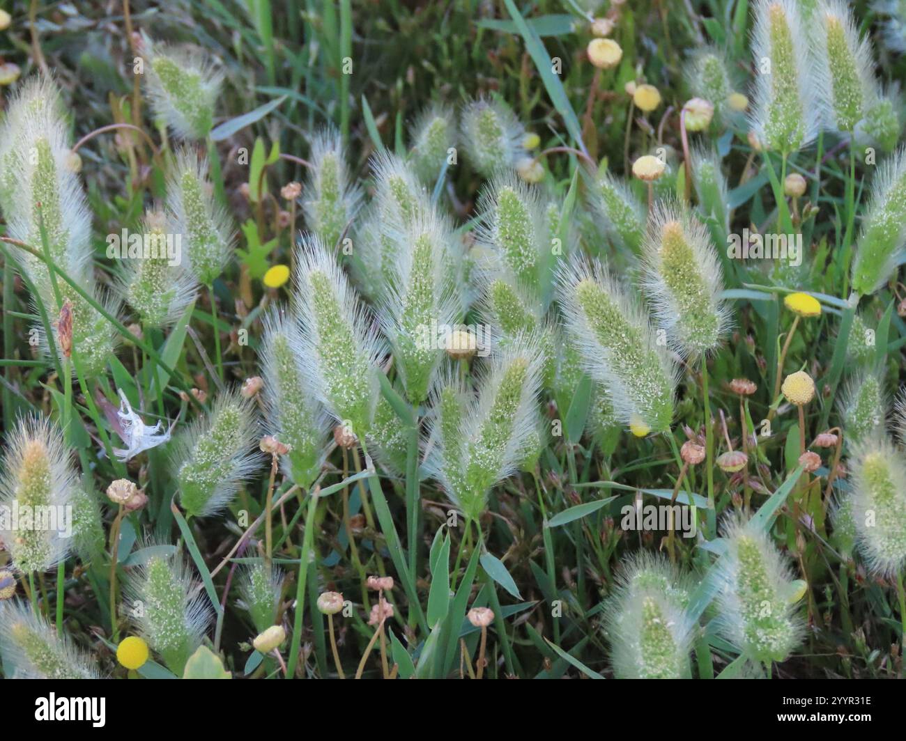 Rabbitfoot grass hi-res stock photography and images - Alamy