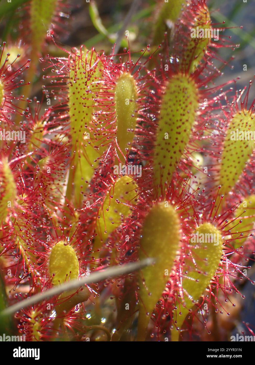 Great Sundew (Drosera anglica Stock Photo - Alamy
