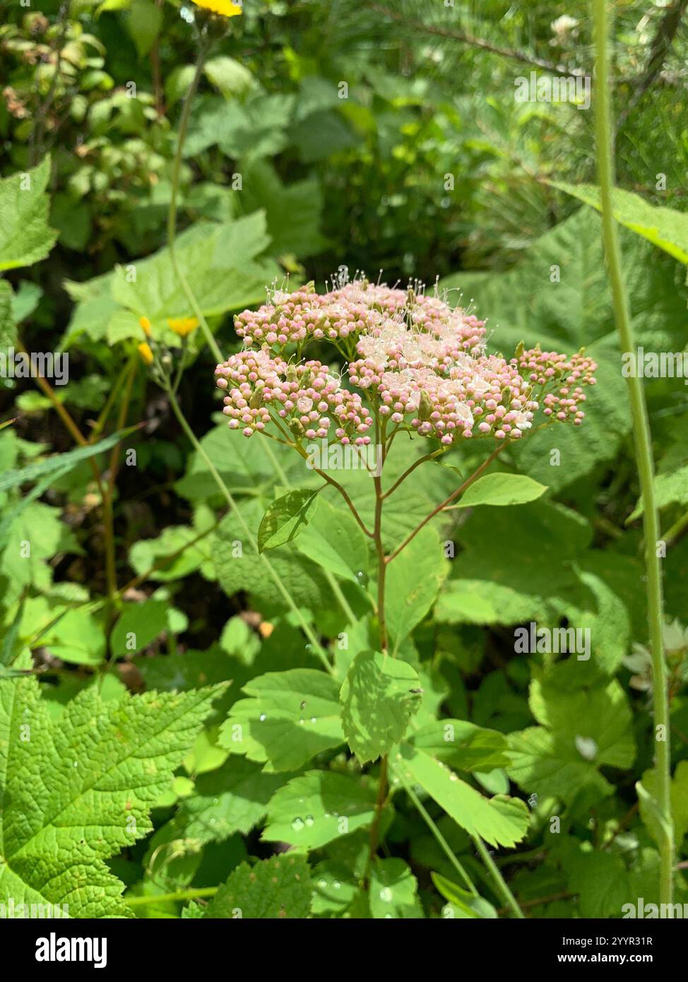 Shinyleaf Meadowsweet (Spiraea lucida Stock Photo - Alamy