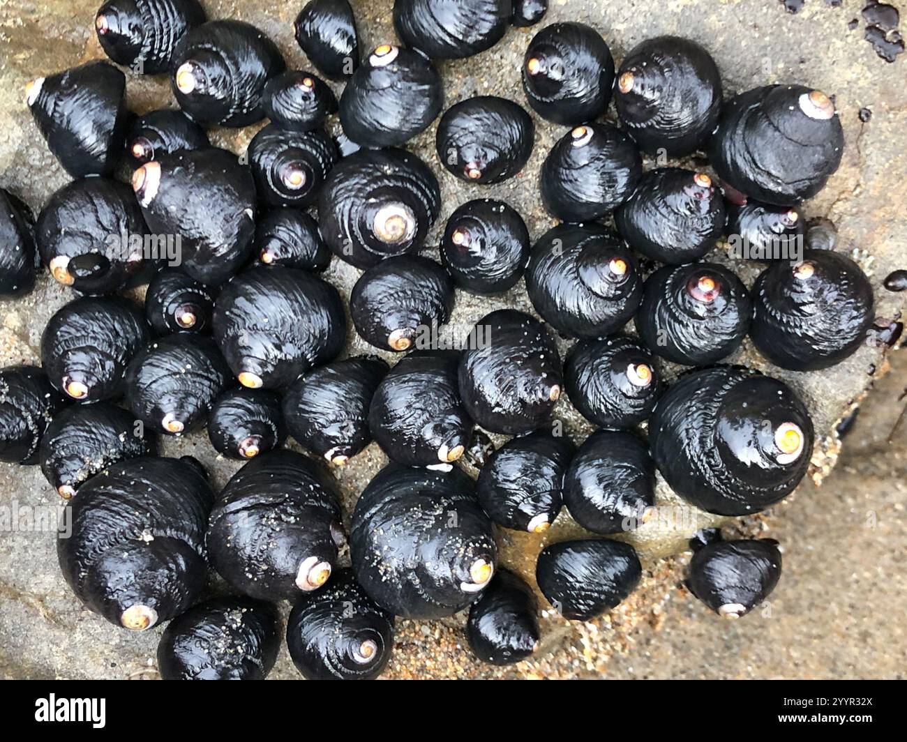 Black Tegula (Tegula funebralis Stock Photo - Alamy