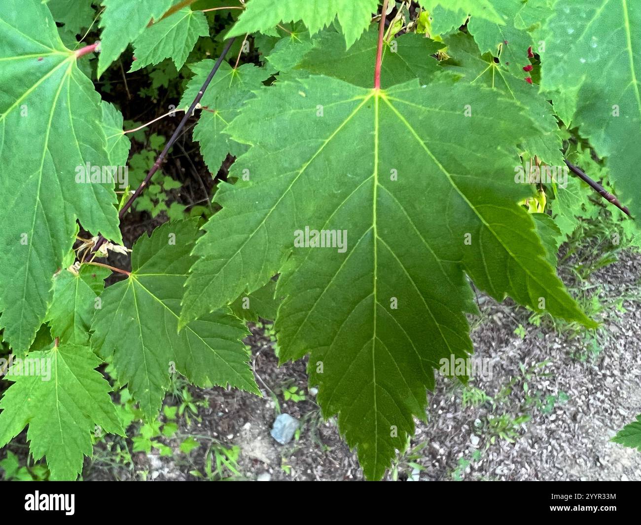 Rocky Mountain maple (Acer glabrum Stock Photo - Alamy