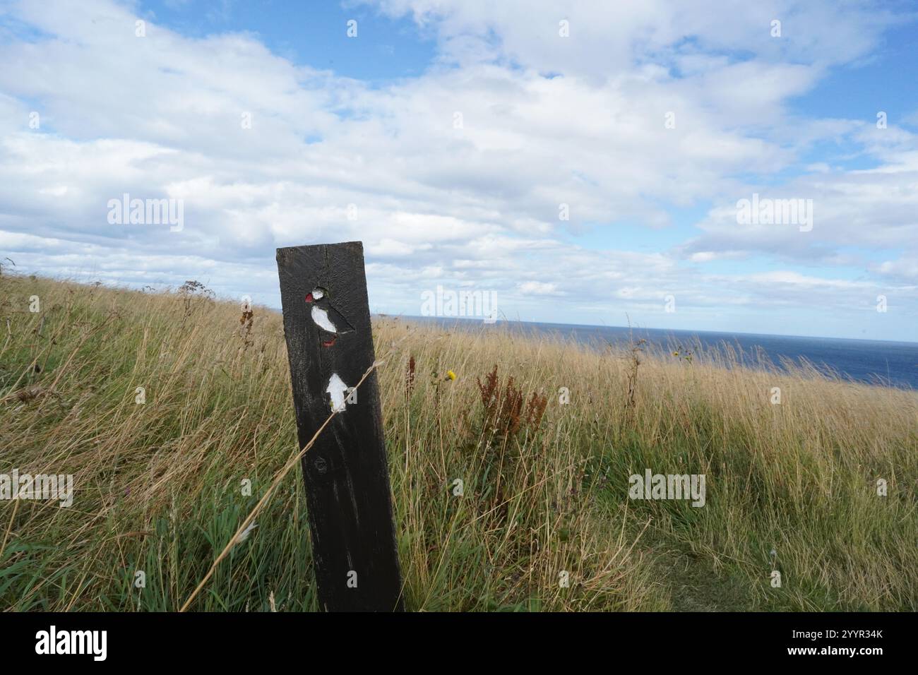 Puffin Sign RSPB Fowlsheugh Stock Photo - Alamy