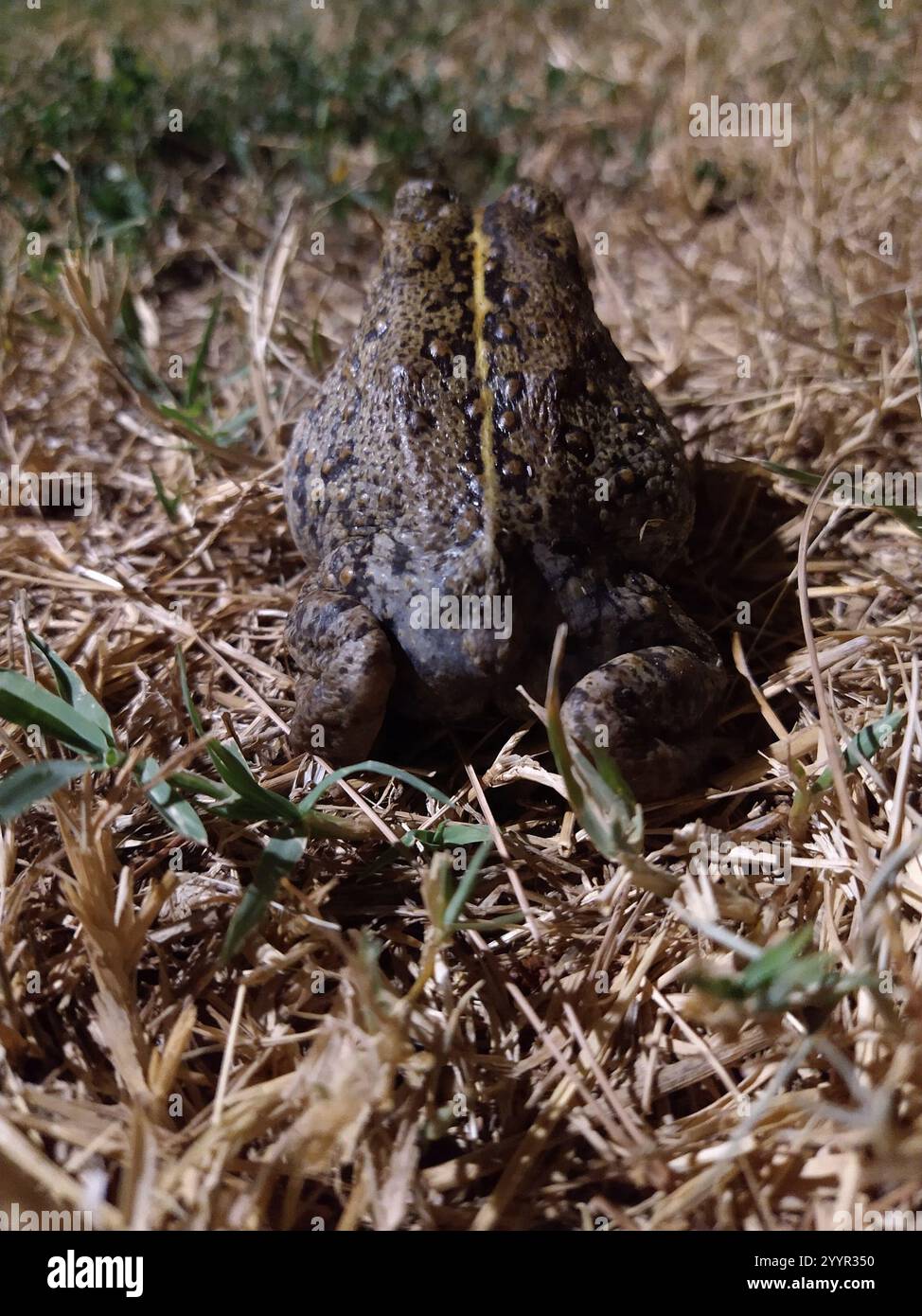 Western Toad (Anaxyrus boreas Stock Photo - Alamy