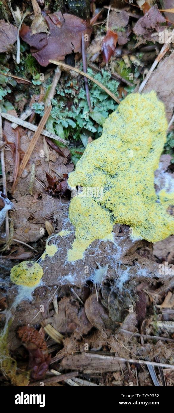 Dog Vomit Slime Mold (Fuligo septica Stock Photo - Alamy