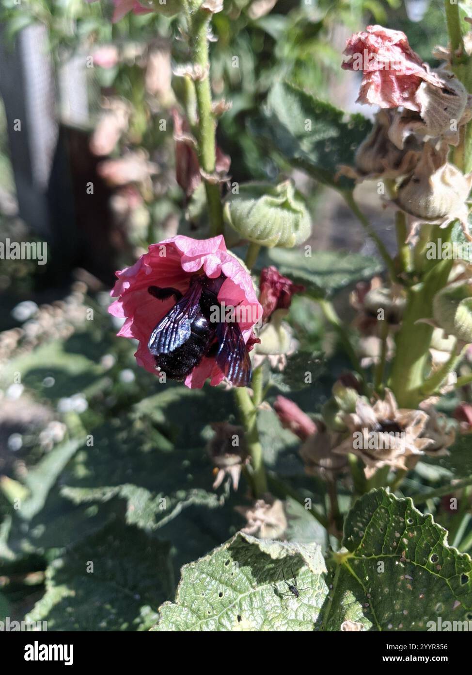 Violet Carpenter Bee (Xylocopa violacea Stock Photo - Alamy