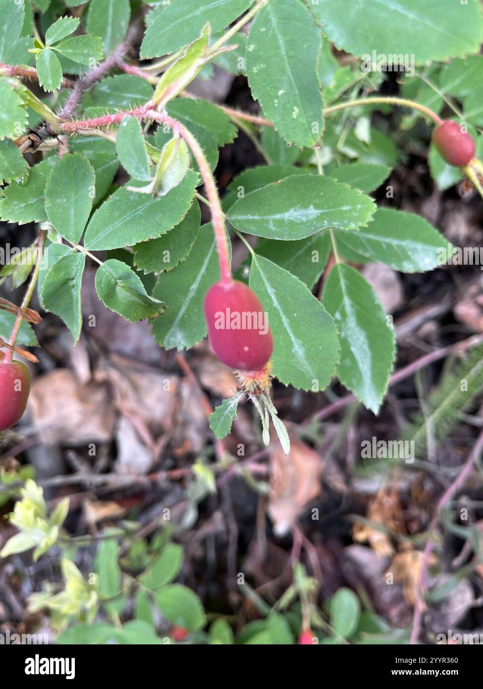 Prickly Wild Rose (Rosa acicularis Stock Photo - Alamy
