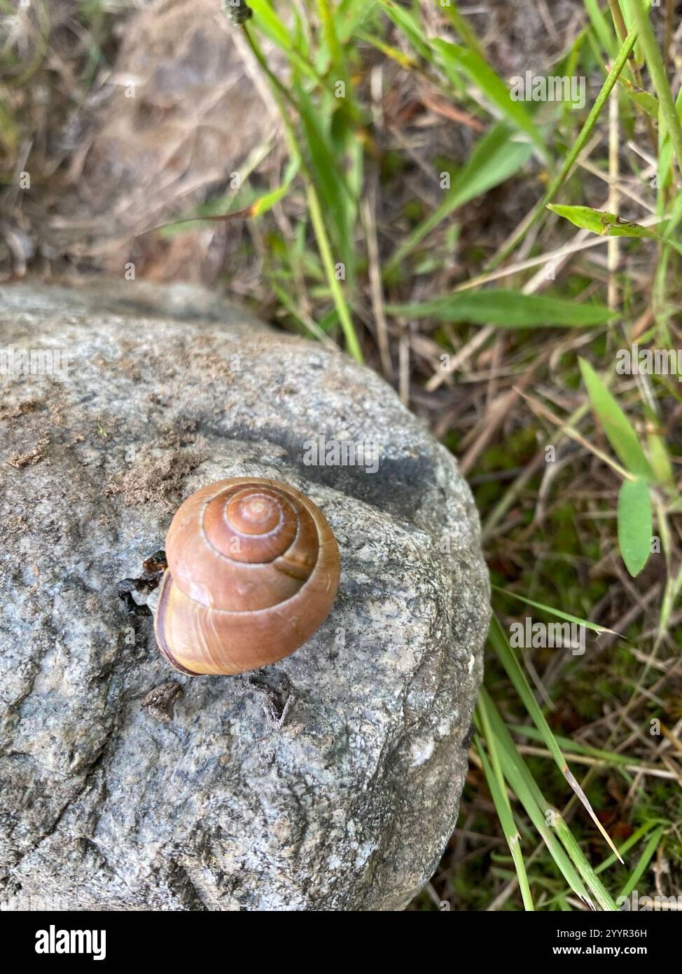 Brown-lipped Snail (Cepaea nemoralis Stock Photo - Alamy