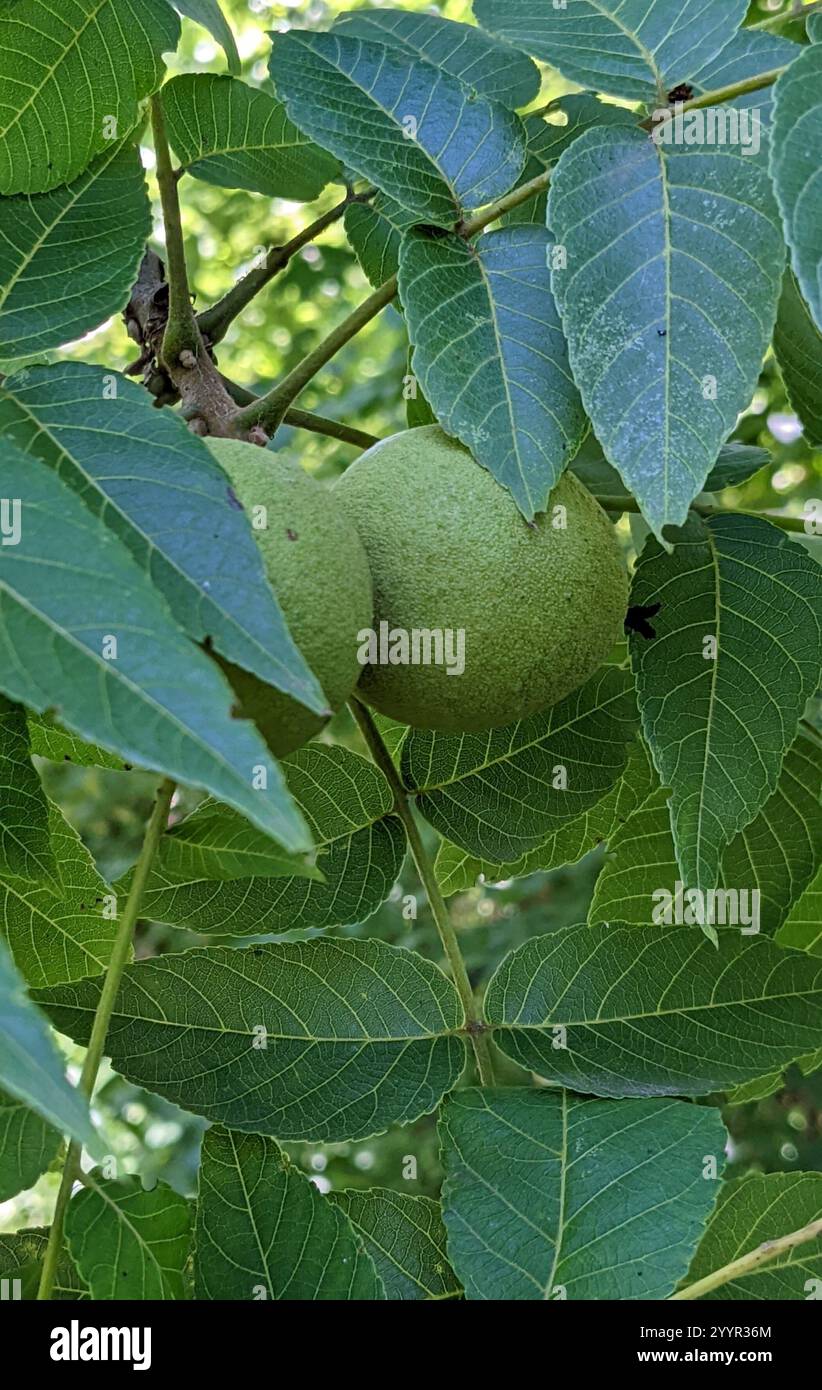 eastern black walnut (Juglans nigra Stock Photo - Alamy