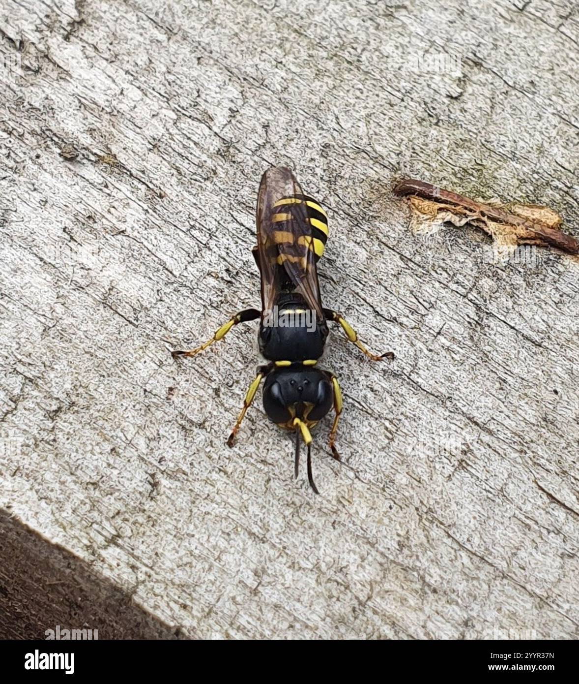Square-headed Wasps, Sand Wasps, and Allies (Crabronidae Stock Photo ...