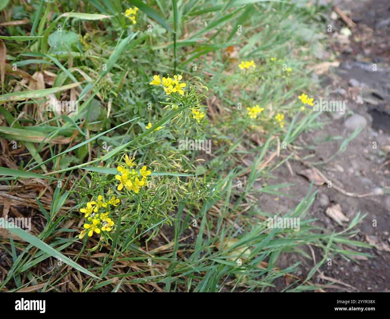 Creeping Yellowcress (Rorippa sylvestris Stock Photo - Alamy