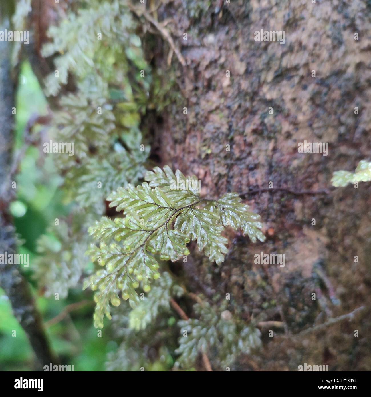 filmy ferns (Hymenophyllum Stock Photo - Alamy