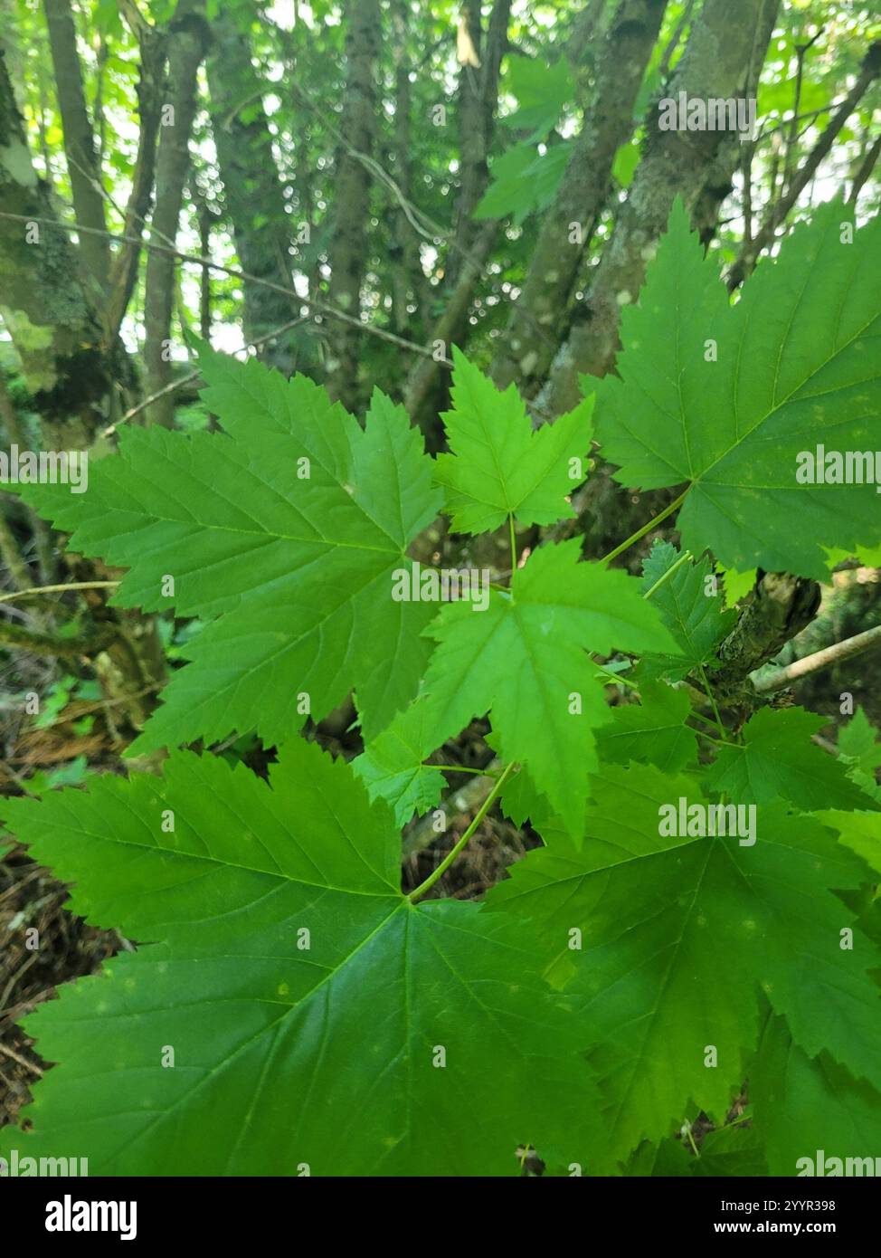 Rocky Mountain maple (Acer glabrum Stock Photo - Alamy