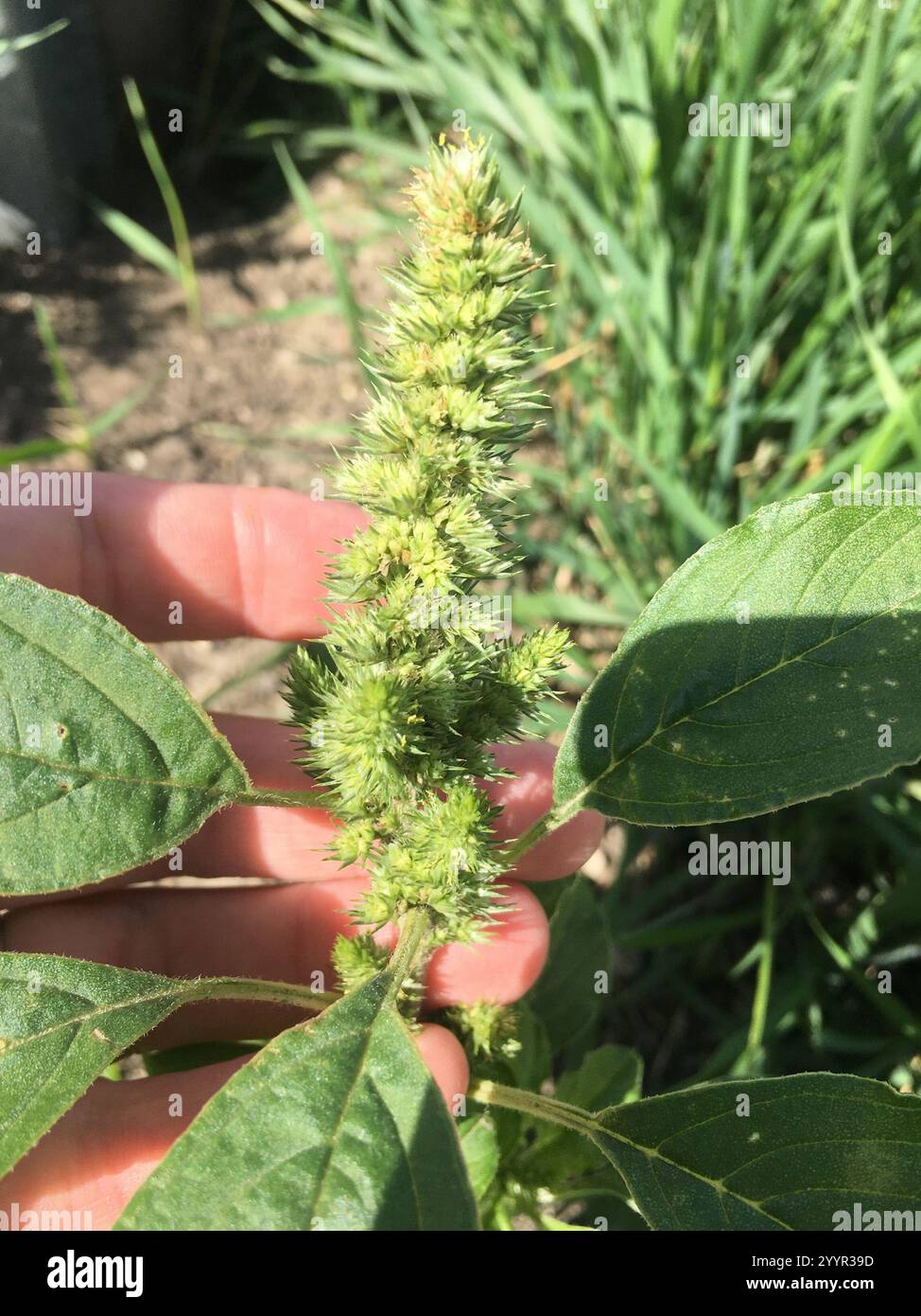Redroot Amaranth (Amaranthus retroflexus Stock Photo - Alamy