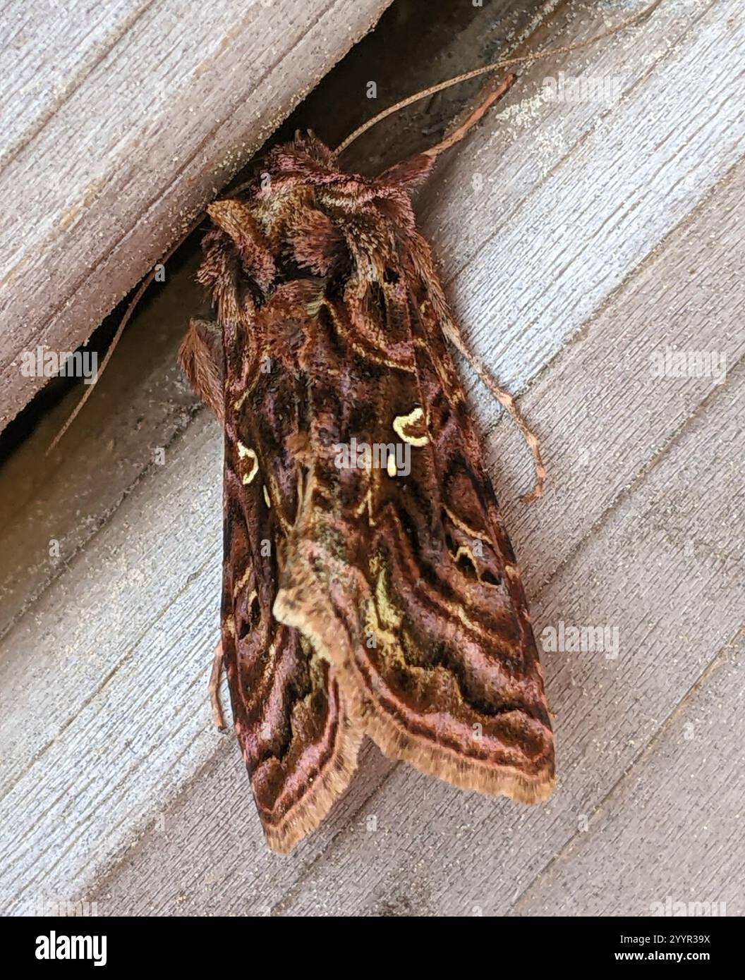 Wavy Chestnut Y Moth (Autographa mappa Stock Photo - Alamy