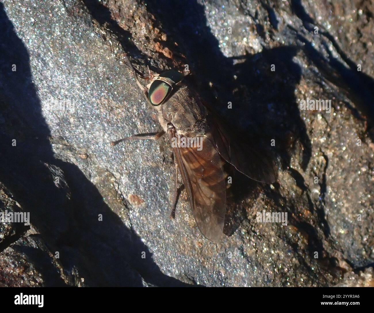 Tabanus bovinus pale giant hi-res stock photography and images - Alamy