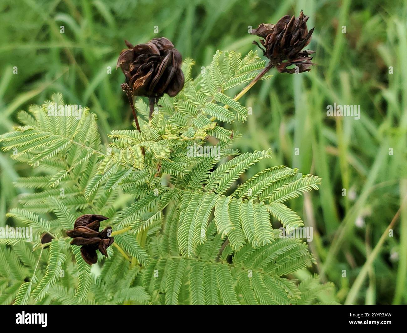 Illinois bundleflower (Desmanthus illinoensis Stock Photo - Alamy