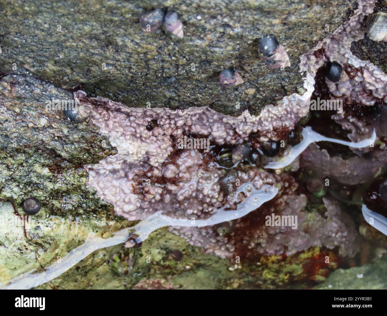 Crustose coralline algae (Lithothamnion Stock Photo - Alamy