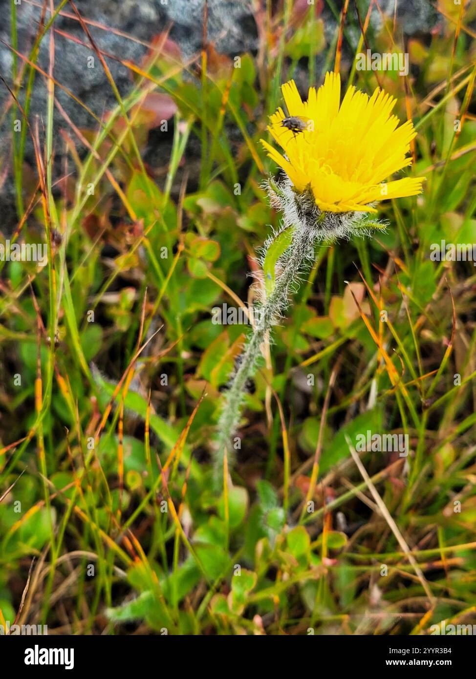 Hieracium alpinum hi-res stock photography and images - Alamy