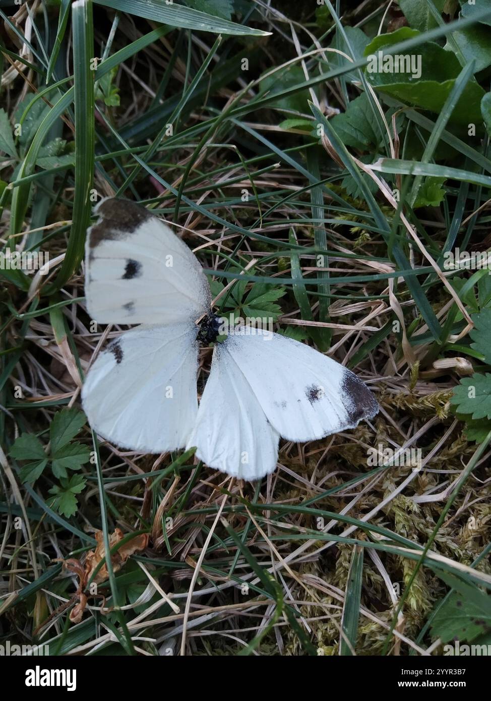 Southern Small White (Pieris mannii Stock Photo - Alamy