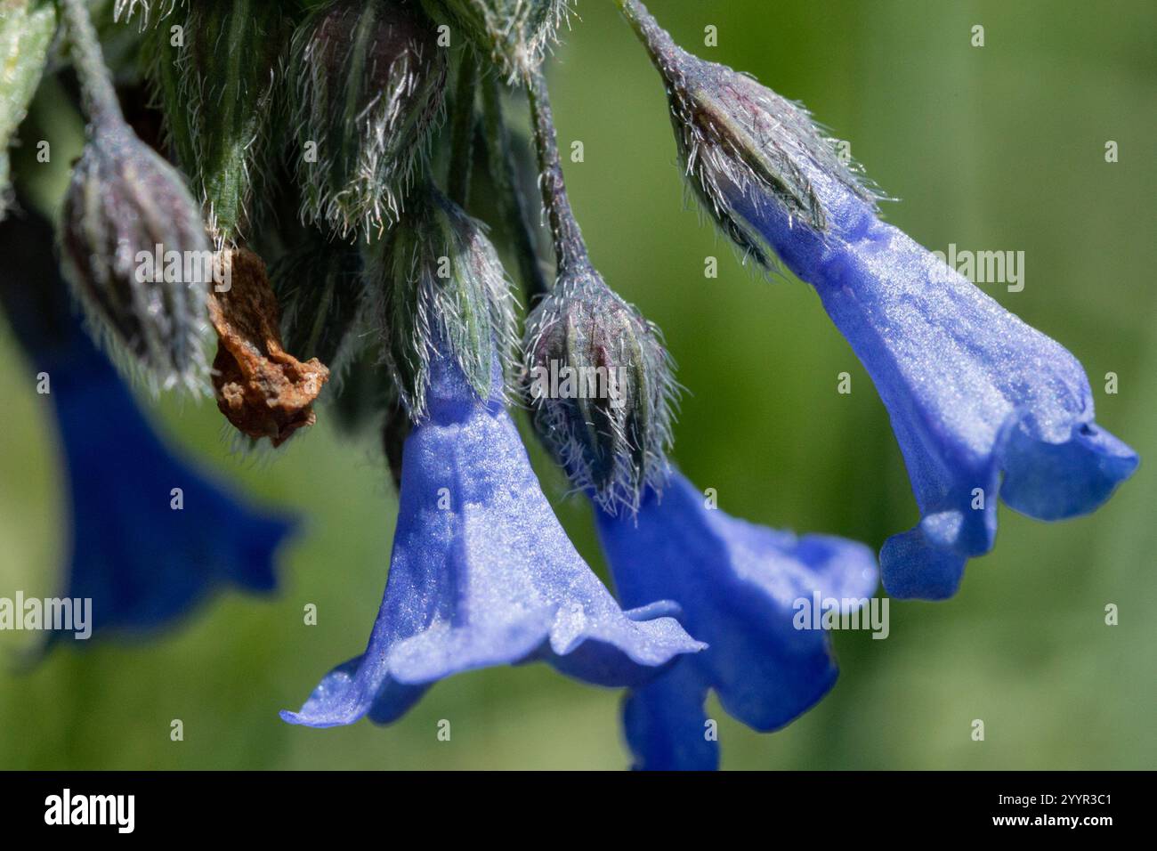 Shortstyle Bluebells (Mertensia brevistyla Stock Photo - Alamy