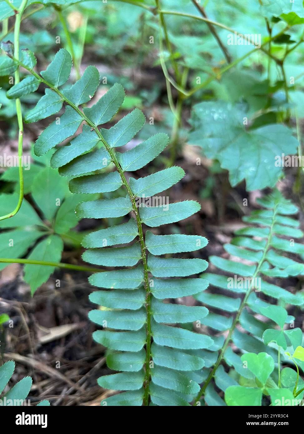 Christmas fern (Polystichum acrostichoides Stock Photo - Alamy