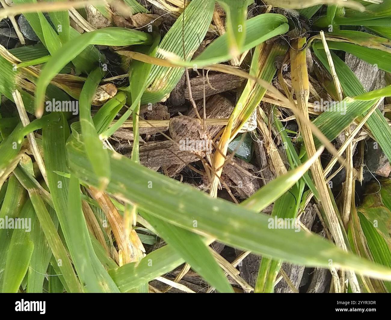European Harvestman (Phalangium opilio Stock Photo - Alamy