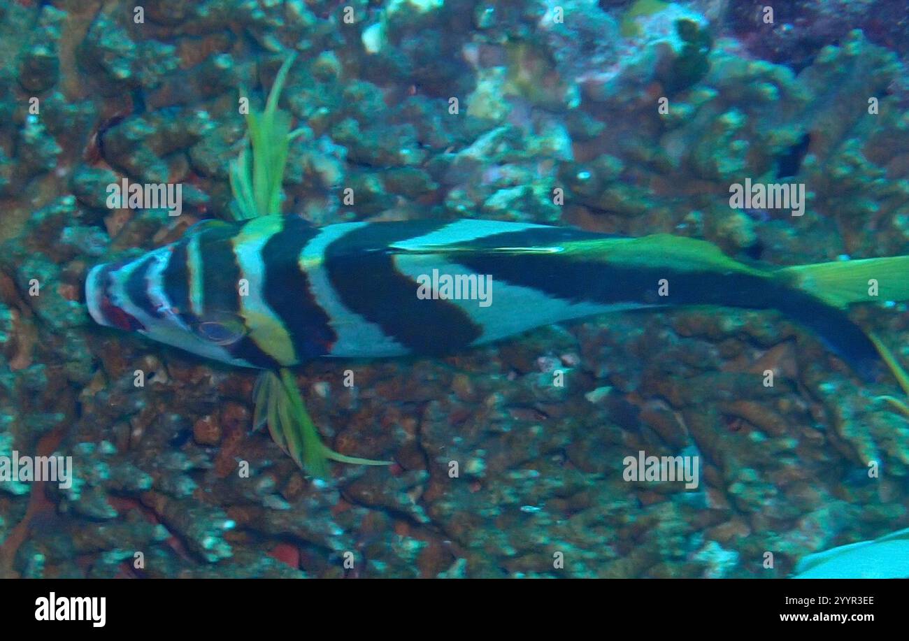 Eastern Morwong (Goniistius vestitus Stock Photo - Alamy