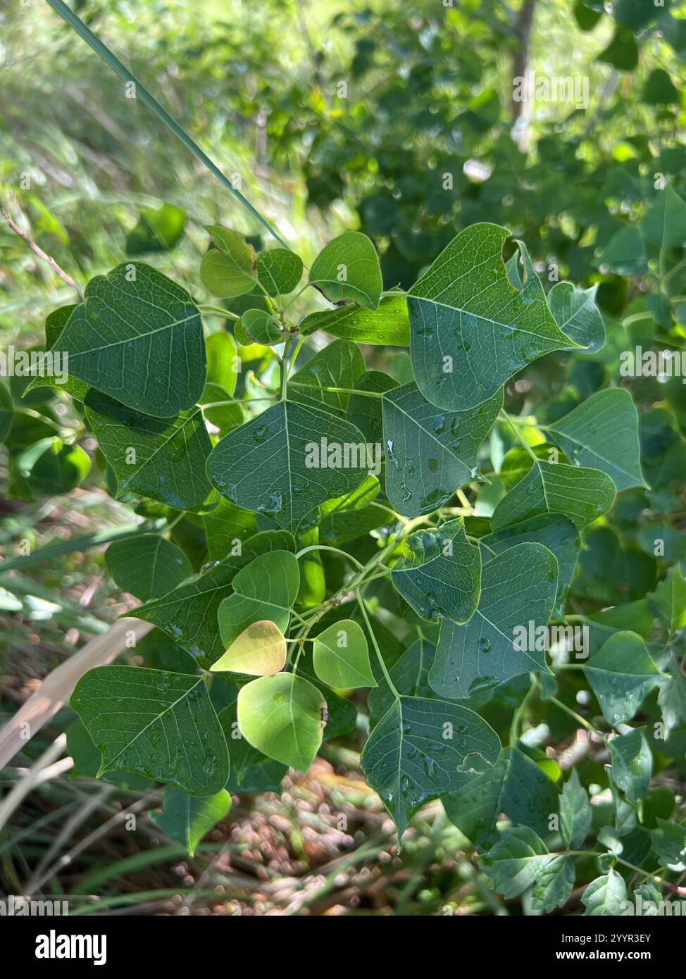 Chinese Tallow (Triadica sebifera Stock Photo - Alamy