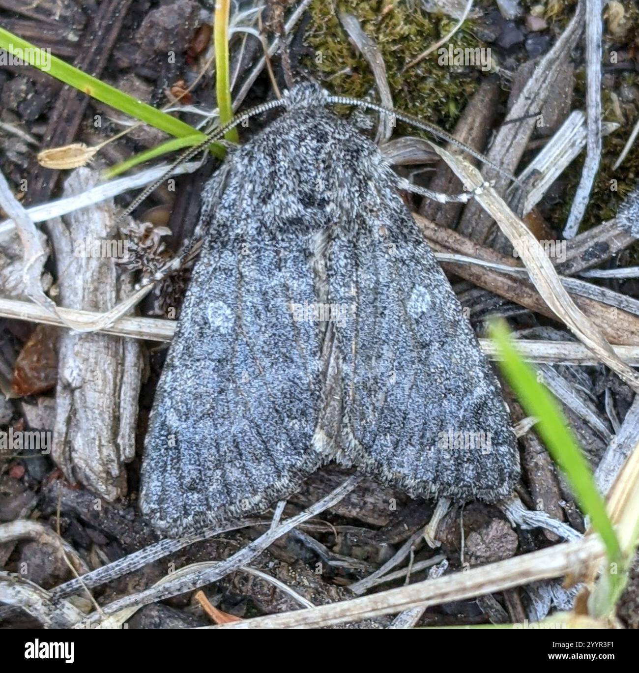 Dagger Moths (Acronicta Stock Photo - Alamy
