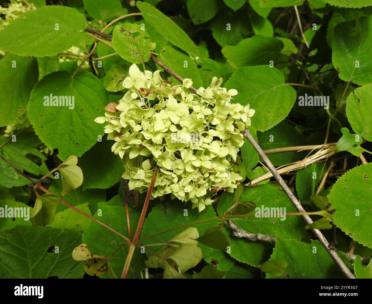 wild hydrangea (Hydrangea arborescens Stock Photo - Alamy