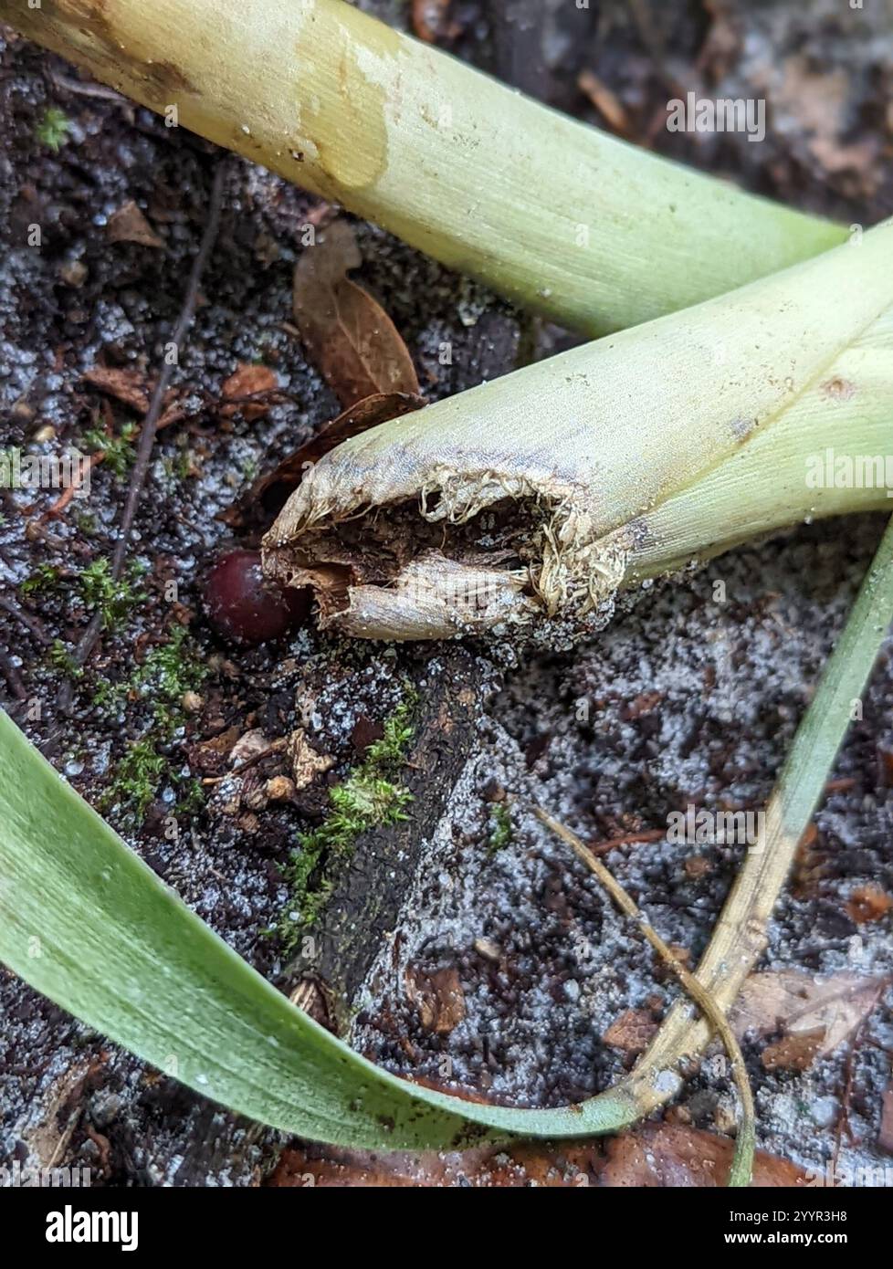 Mexican Bromeliad Weevil (Metamasius callizona Stock Photo - Alamy