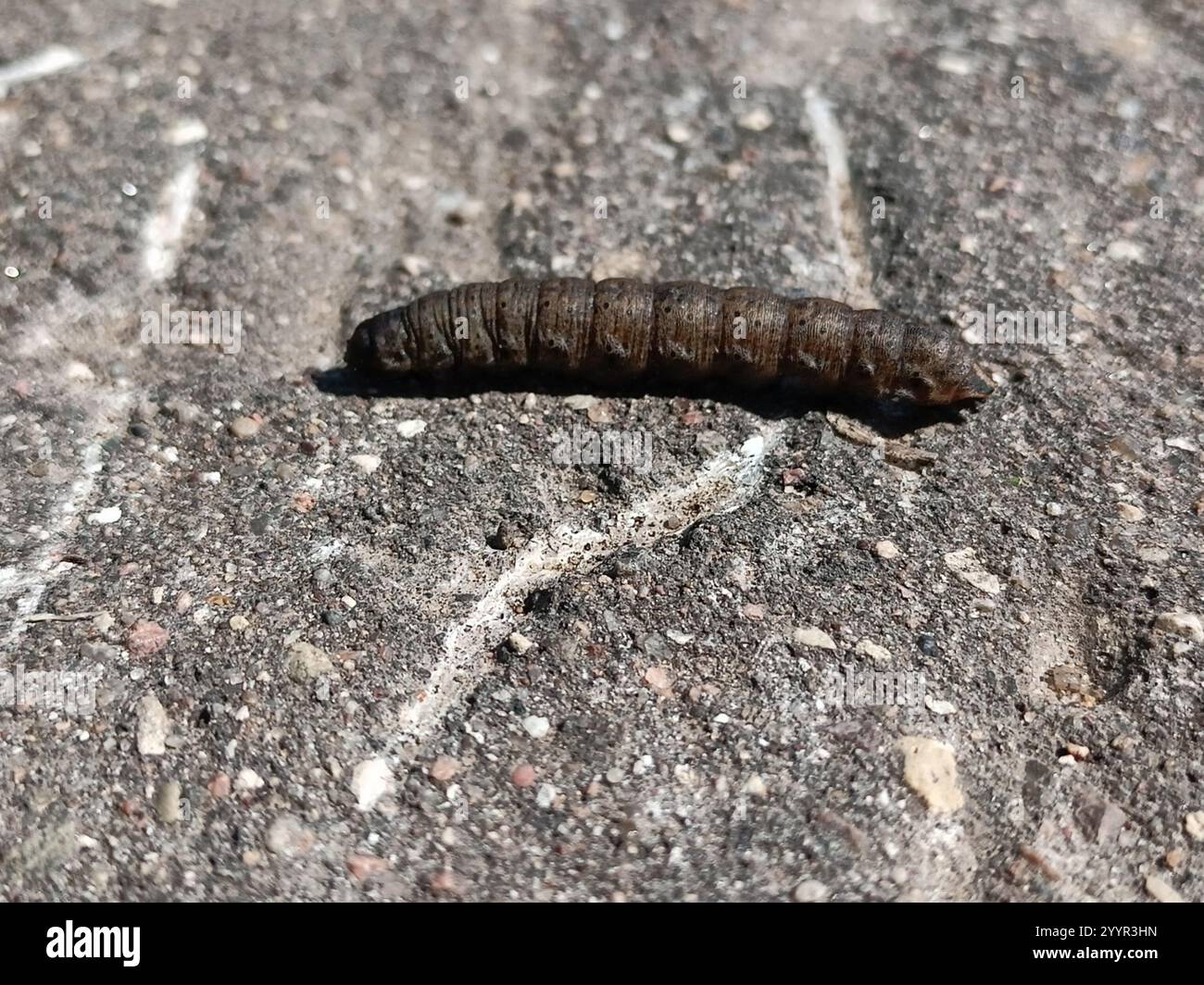 Shark Moth (Cucullia umbratica Stock Photo - Alamy