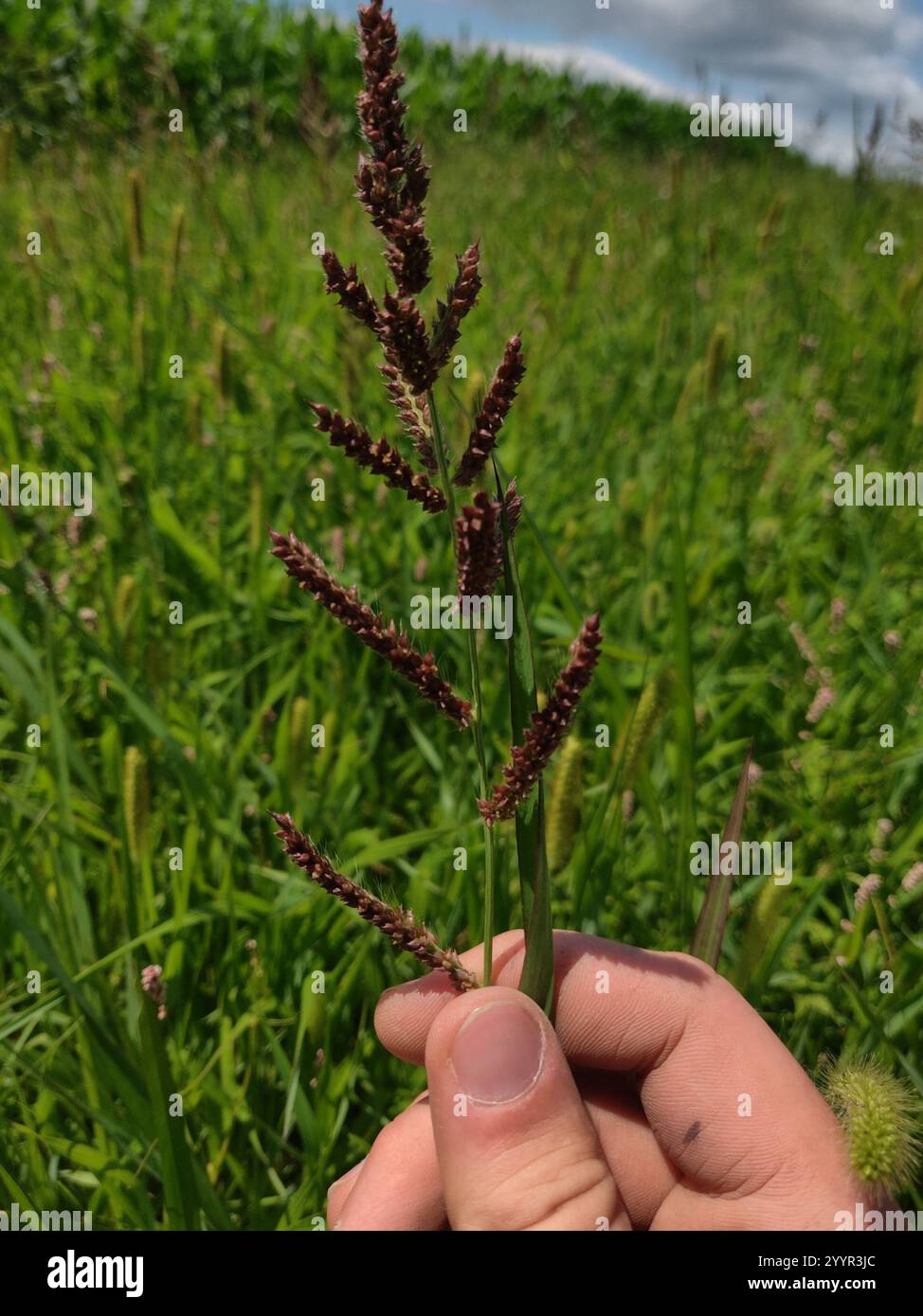 barnyardgrass (Echinochloa crus-galli Stock Photo - Alamy