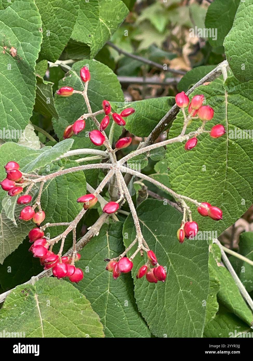 Wayfaring-tree (Viburnum lantana Stock Photo - Alamy