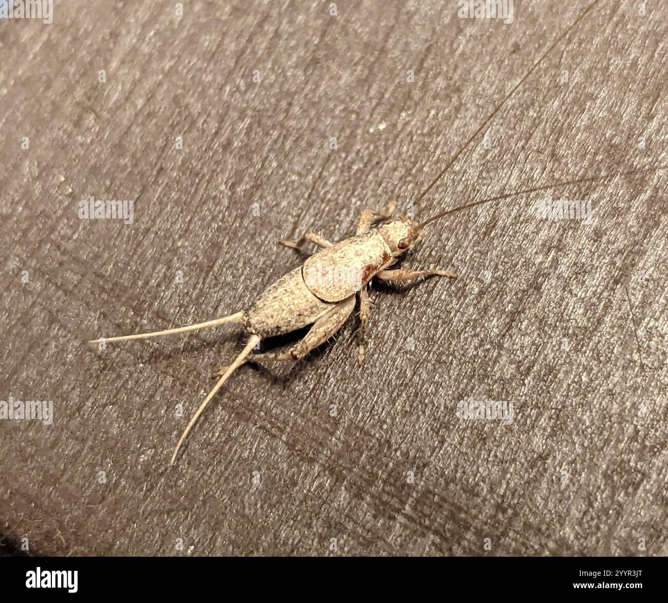 Common Scaly Crickets (Cycloptilum Stock Photo - Alamy