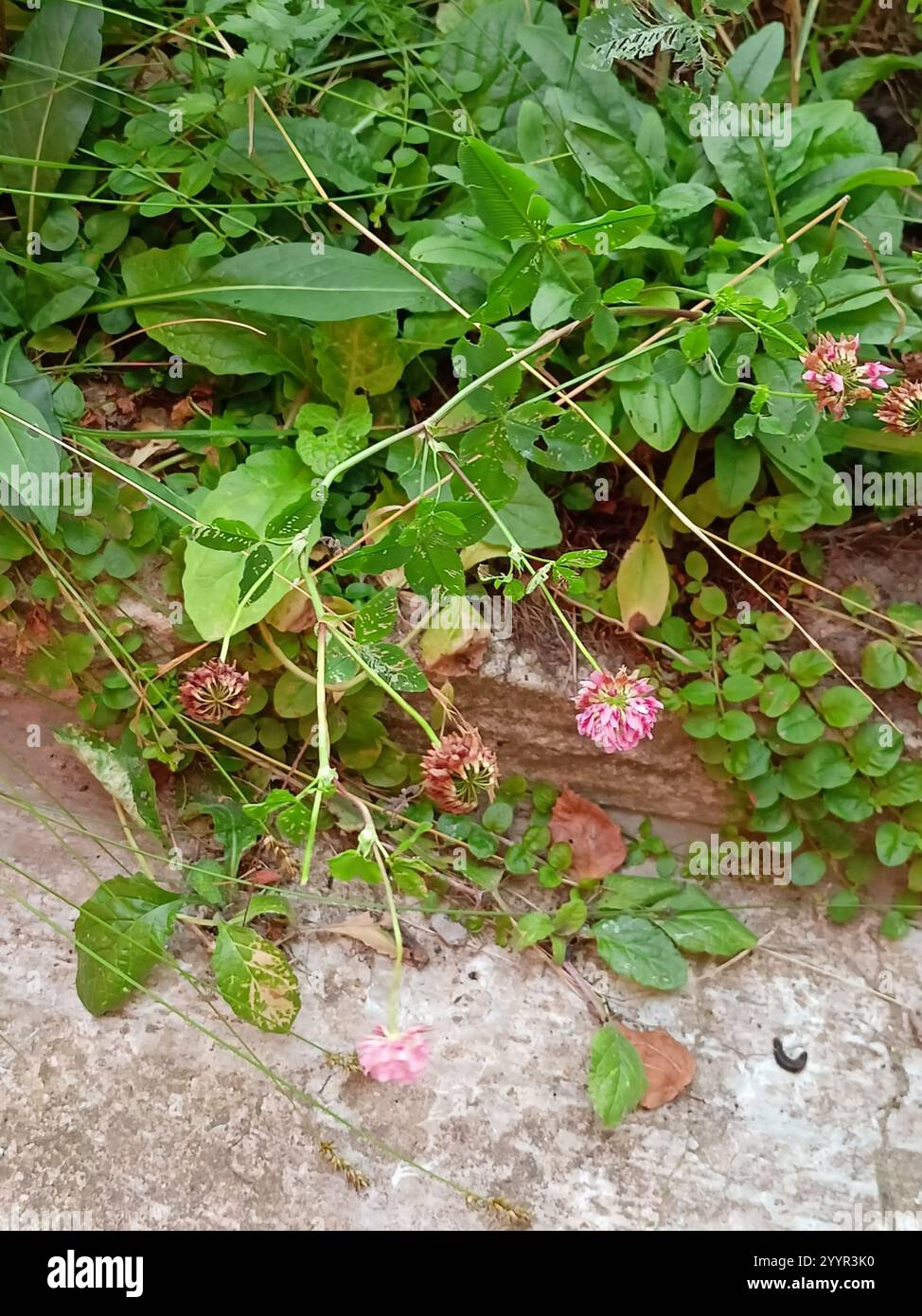 Alsike clover (Trifolium hybridum Stock Photo - Alamy