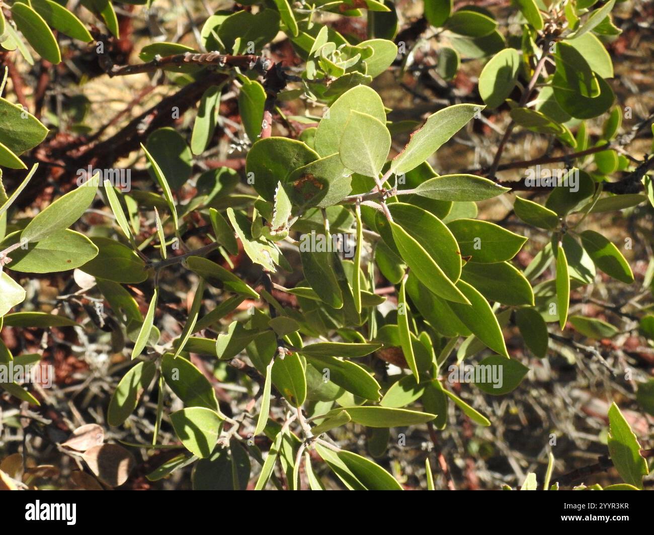 Common Manzanita (Arctostaphylos manzanita Stock Photo - Alamy