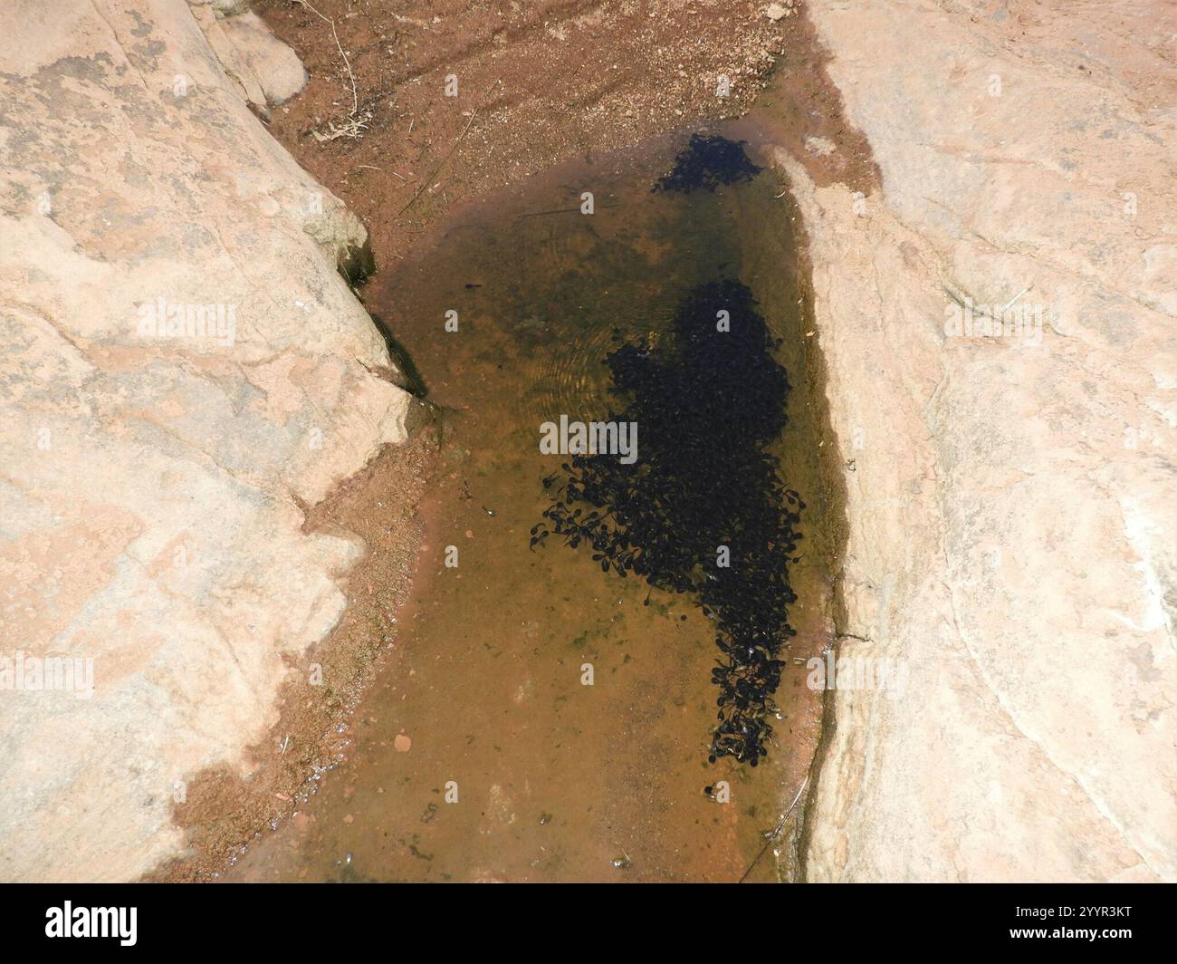 Marbled rubber frog (Phrynomantis annectens Stock Photo - Alamy