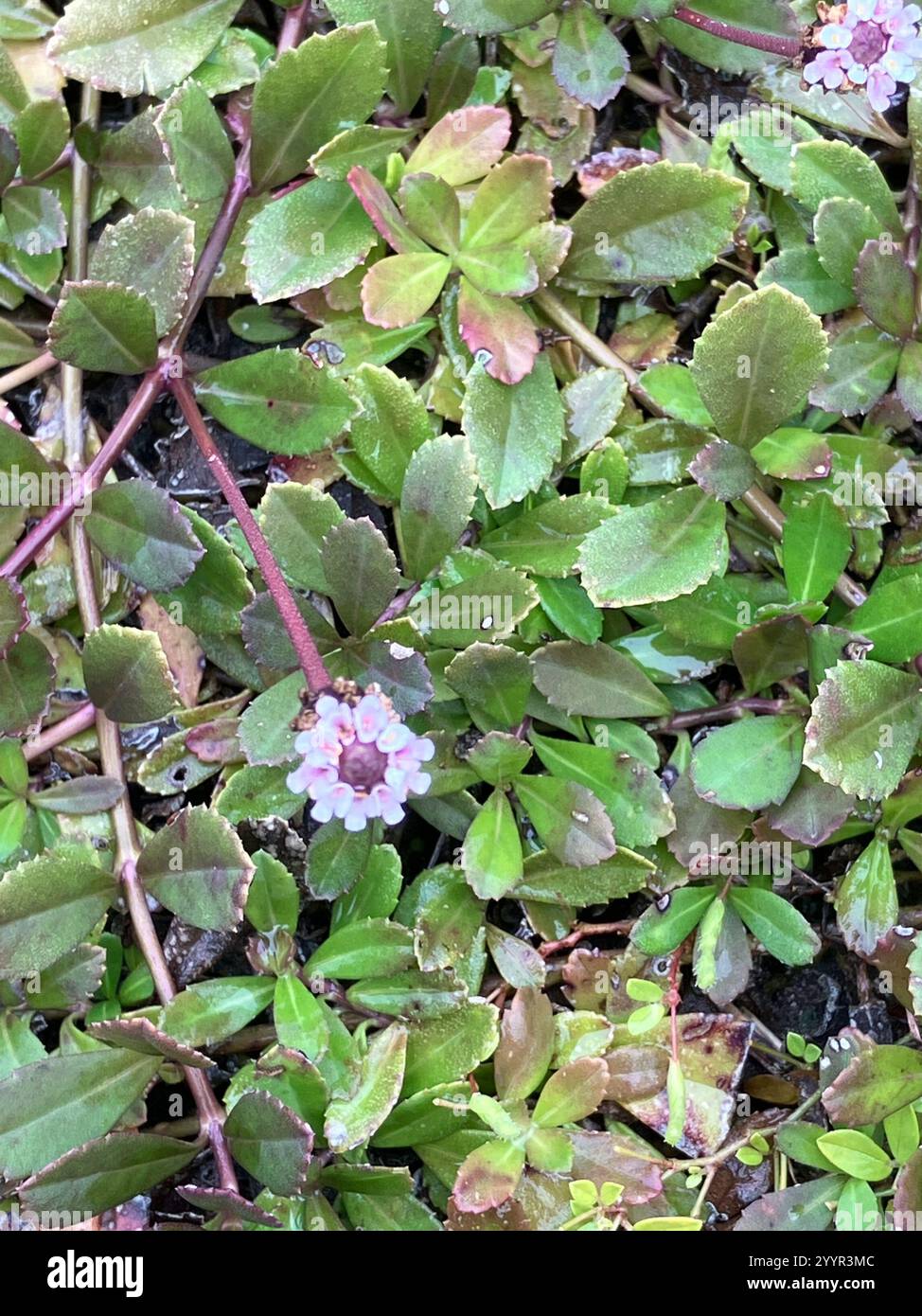 turkey tangle frogfruit (Phyla nodiflora Stock Photo - Alamy