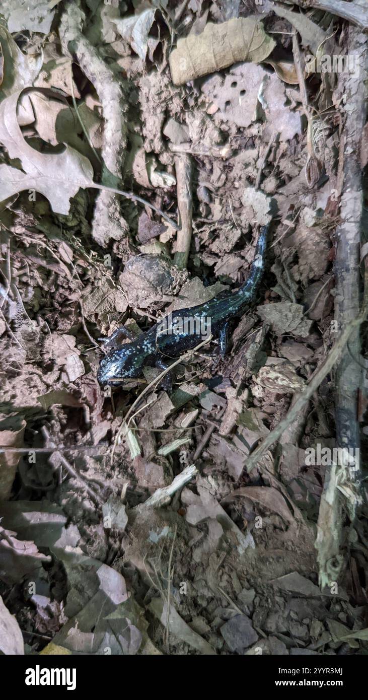 Marbled Salamander (Ambystoma opacum Stock Photo - Alamy